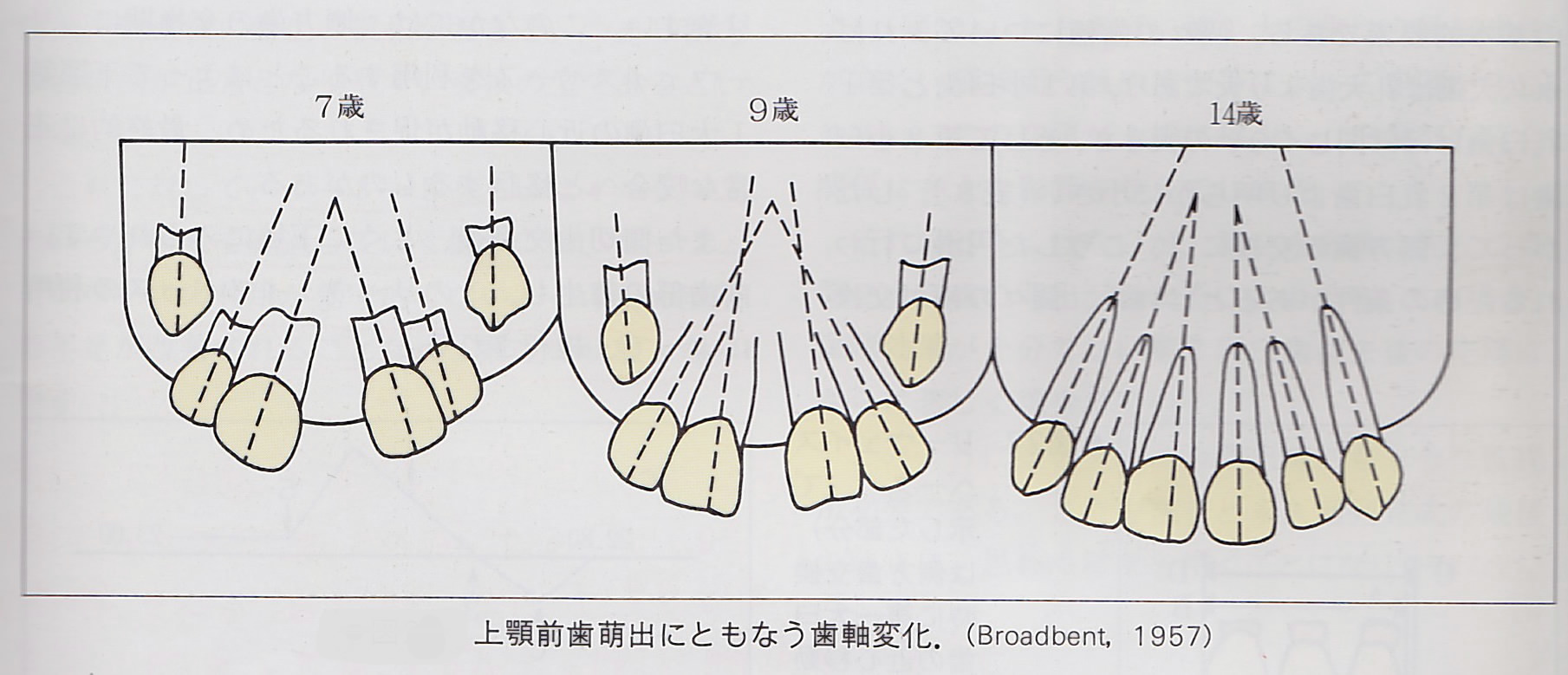 【福井市 歯科ブログ】最新の歯科情報・お知らせをチェック｜ひじりデンタルクリニック